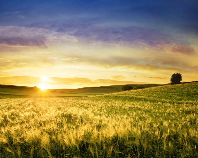Marrone Bio focused on 2 near-term pest management products - BioTuesdays