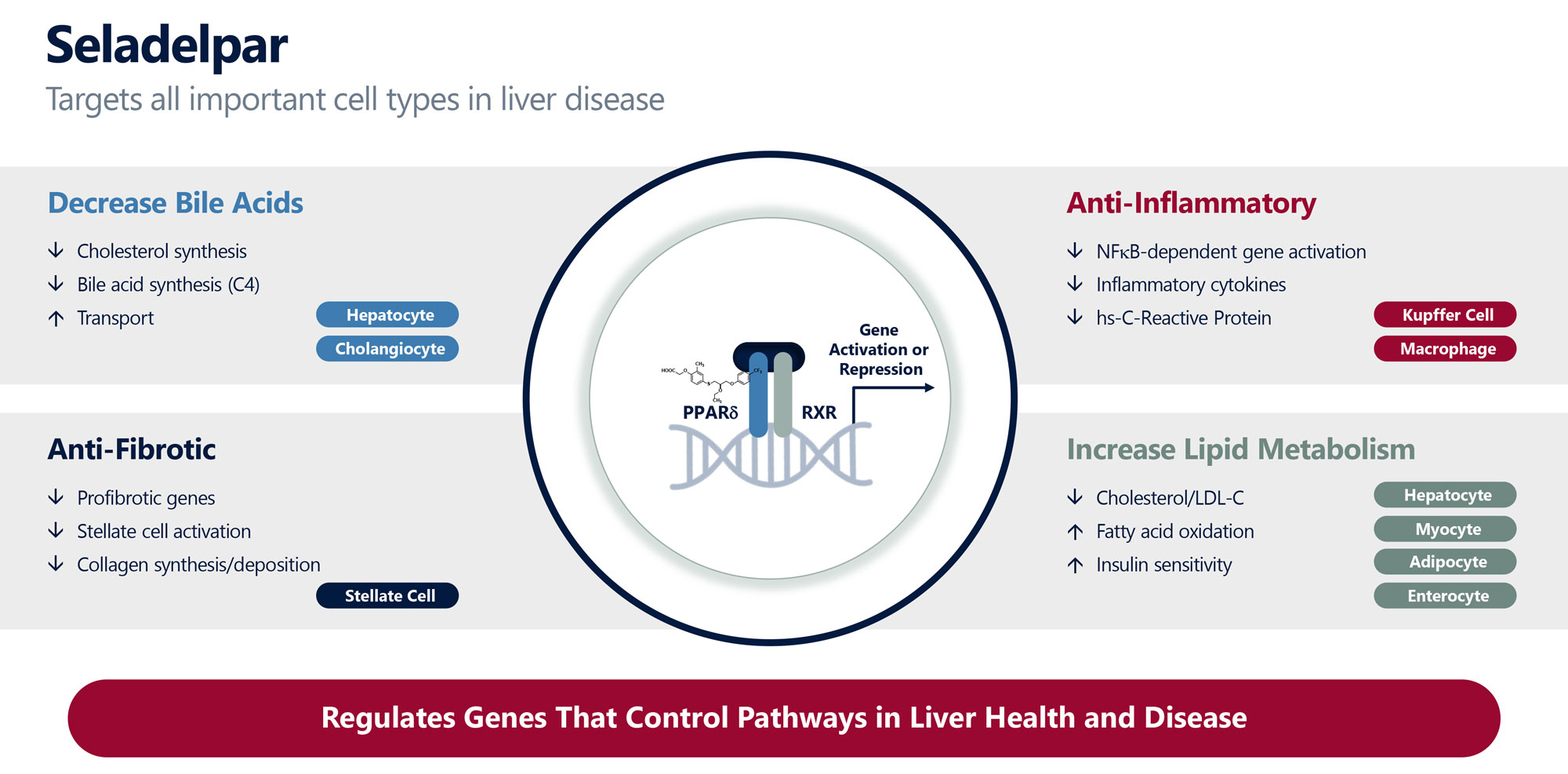 CymaBay laser focused on seladelpar pivotal trial for PBC - BioTuesdays