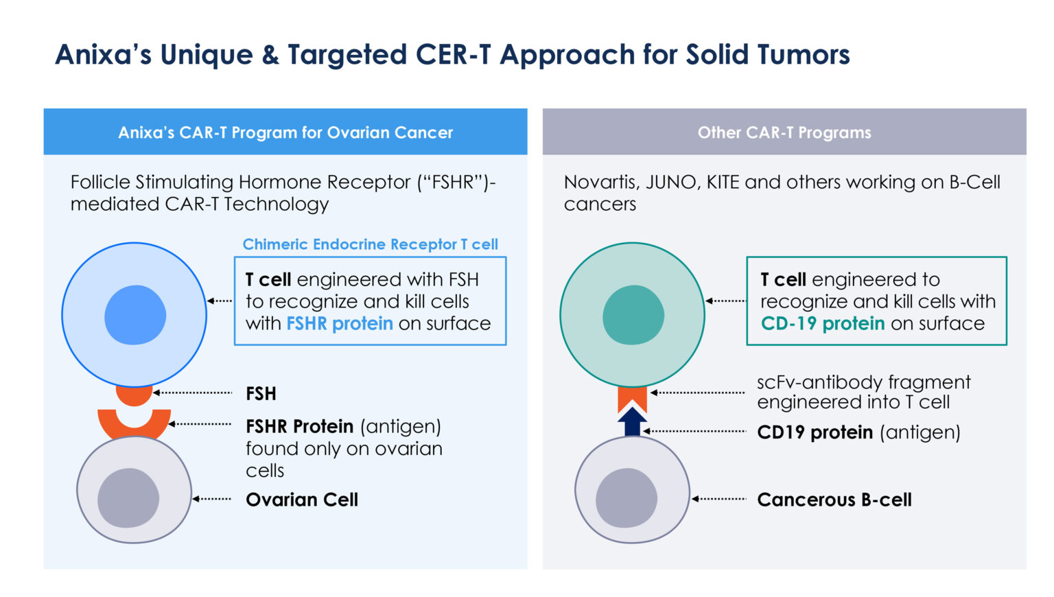 Anixa vaccines targeting unique mechanism in breast, ovarian cancer ...